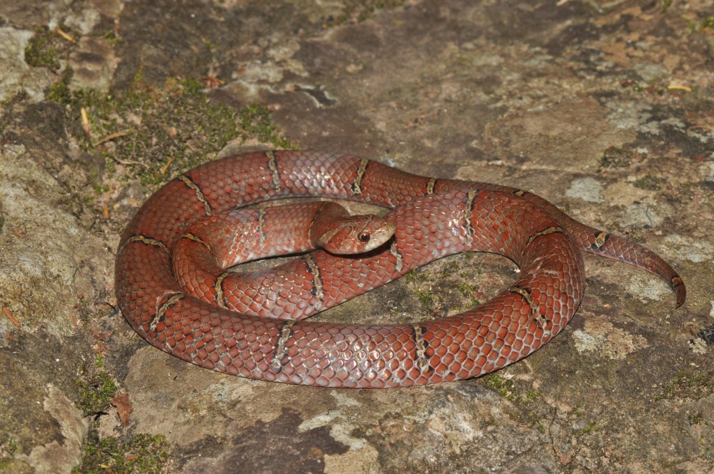 4 Oligodon kampucheaensis - Tropical Biology & Conservation | ATBC