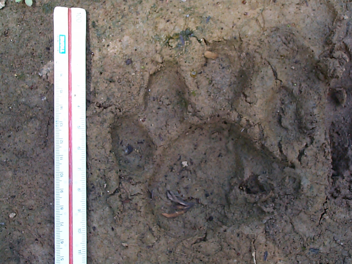 Training in tracks identification (Brazil) - Tropical Biology ...