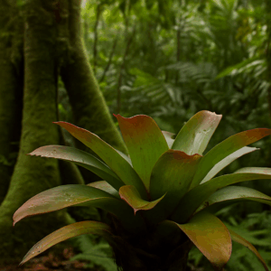 About Us - Tropical Biology & Conservation | ATBC